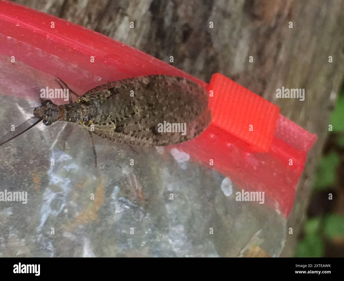 Spring Fishfly (Chauliodes rastricornis) Insecta Stock Photo - Alamy