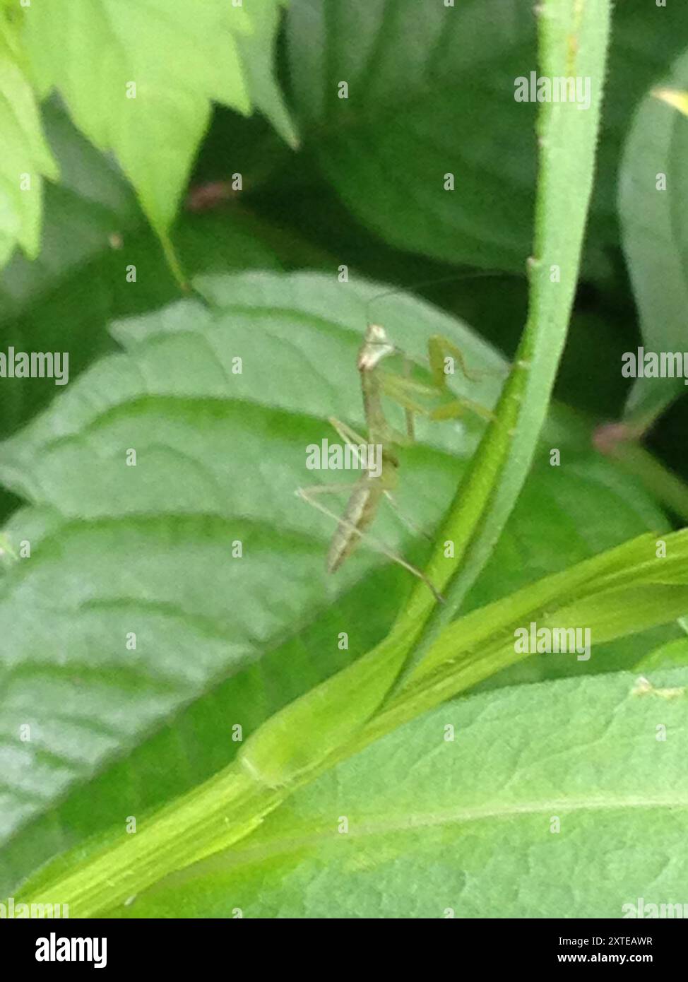 Chinese Mantis (Tenodera sinensis) Insecta Stock Photo - Alamy
