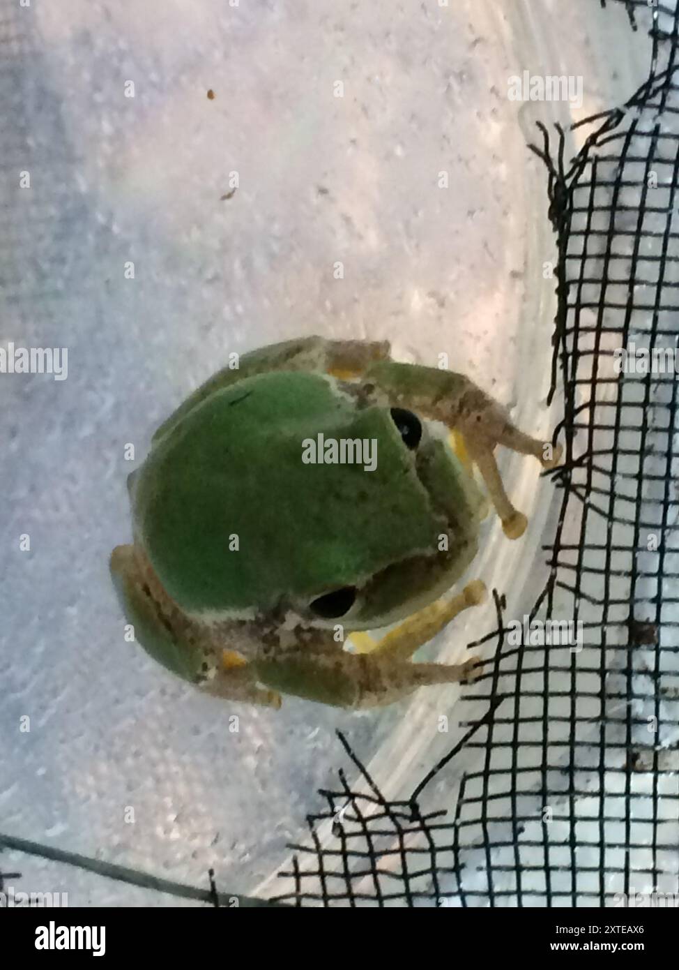 Holarctic Treefrogs (Hyla) Amphibia Stock Photo - Alamy