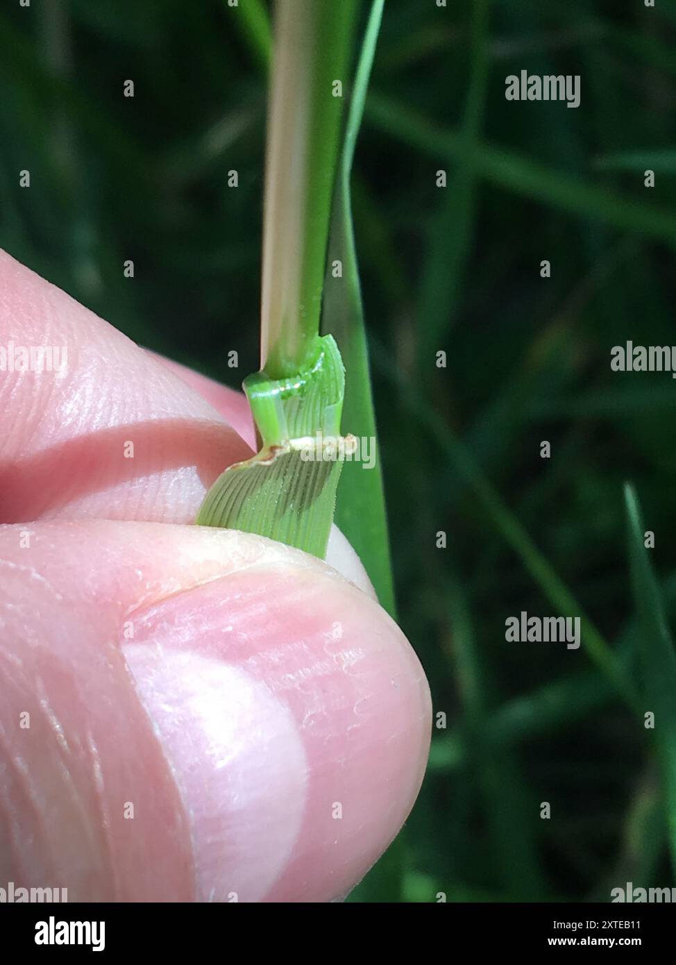 Smooth Meadow-grass (Poa pratensis) Plantae Stock Photo - Alamy