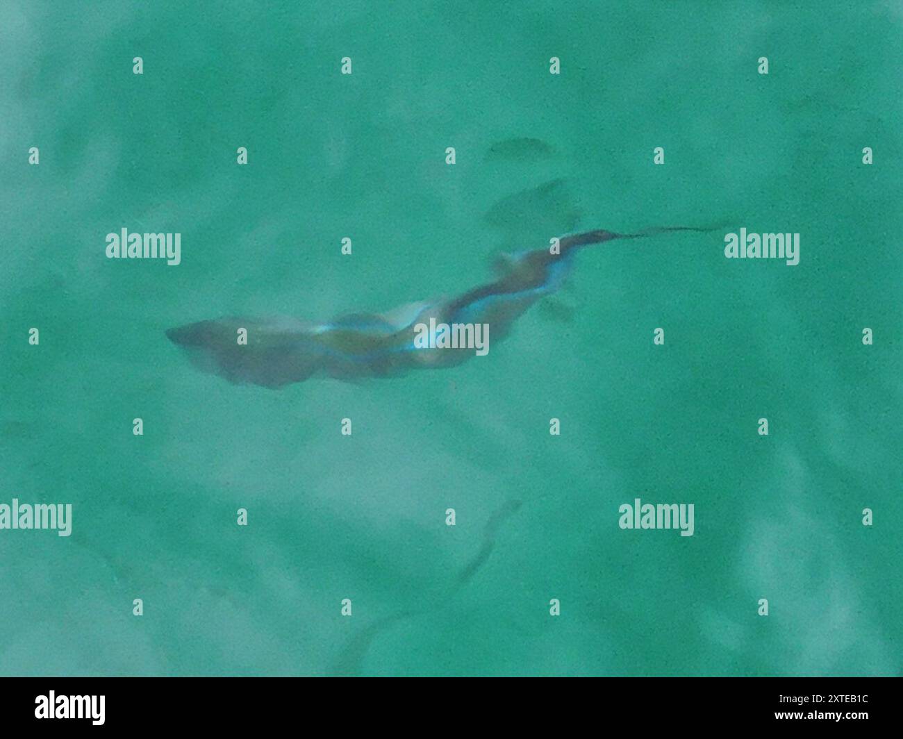 Bar Jack (Caranx ruber) Actinopterygii Stock Photo - Alamy