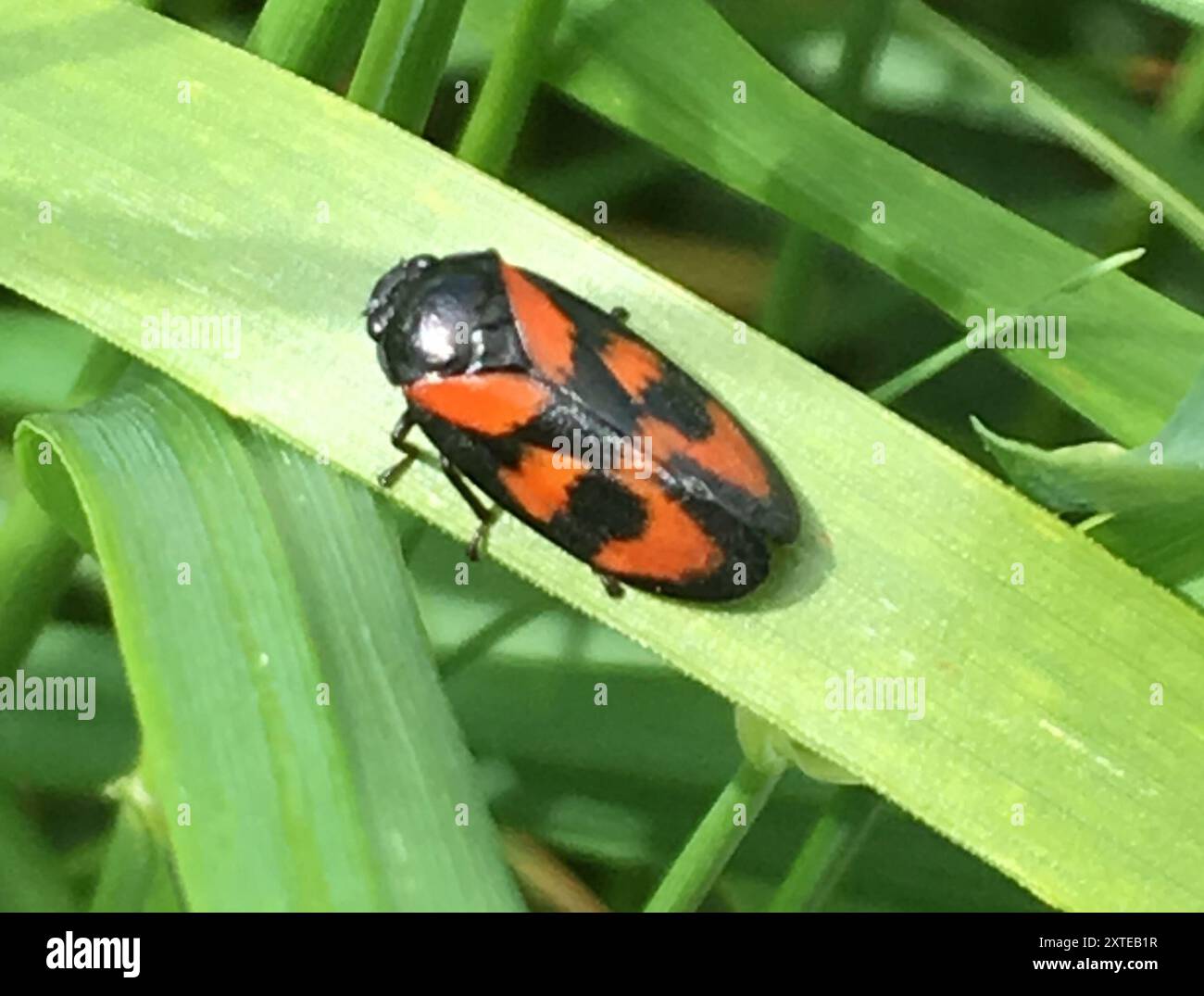 Common Froghopper (Cercopis vulnerata) Insecta Stock Photo - Alamy