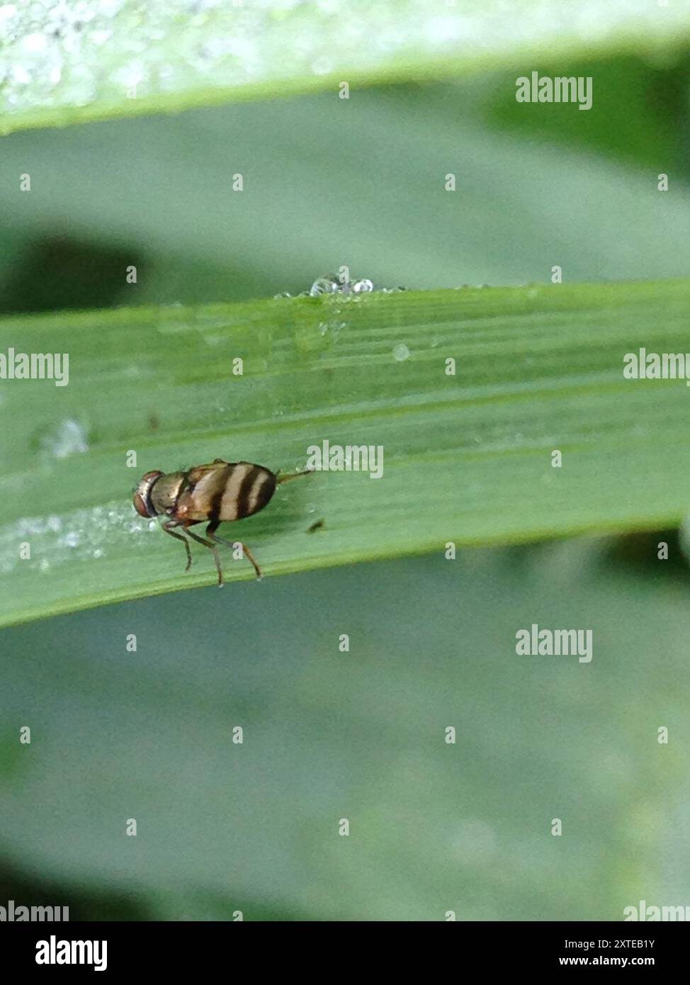 Banded-wing Flies (Chaetopsis) Insecta Stock Photo - Alamy
