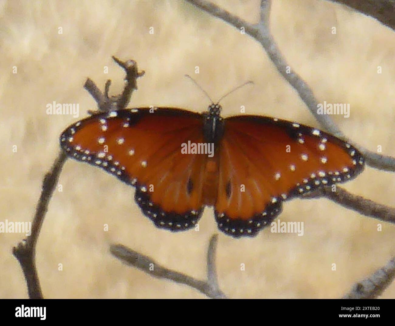 Striated Queen (Danaus gilippus thersippus) Insecta Stock Photo - Alamy