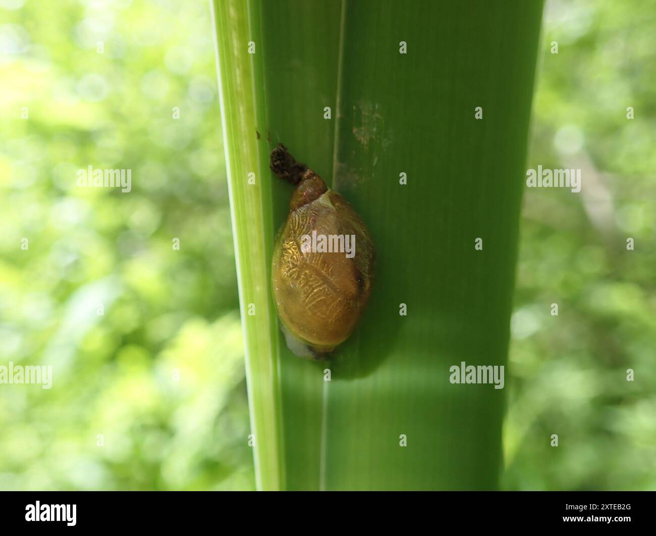 Amber Snails (Succineidae) Mollusca Stock Photo - Alamy