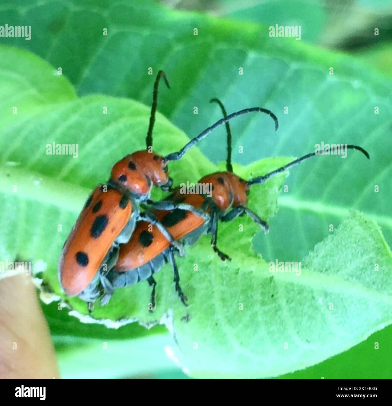 Red Milkweed Beetle (Tetraopes tetrophthalmus) Insecta Stock Photo - Alamy