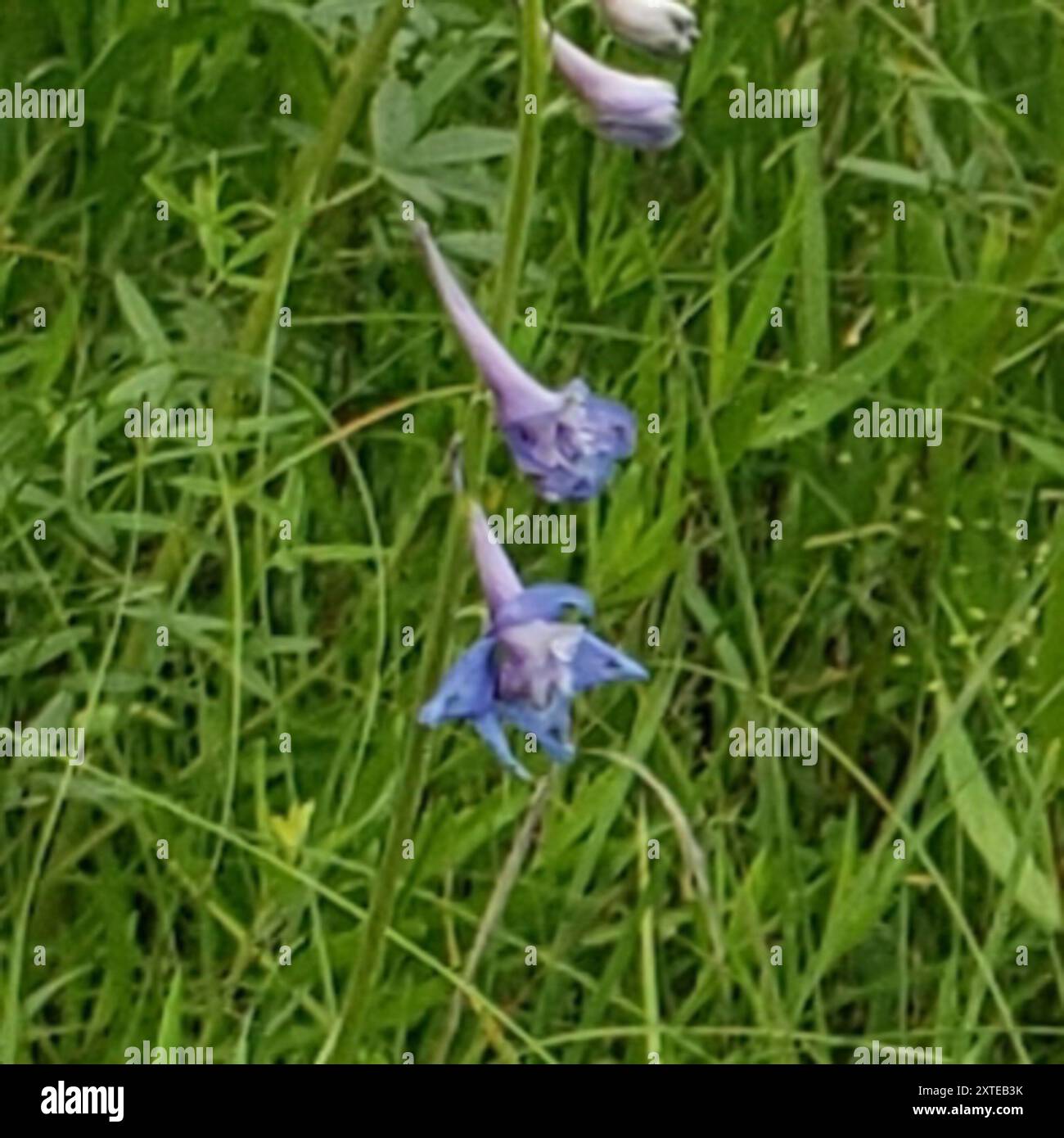Wild Blue Larkspur (Delphinium carolinianum) Plantae Stock Photo - Alamy