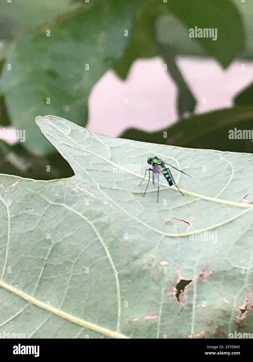 (Condylostylus longicornis) Insecta Stock Photo - Alamy