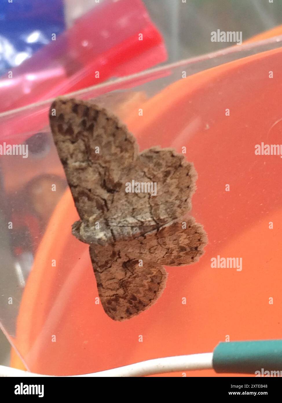 Brown-shaded Gray (Iridopsis defectaria) Insecta Stock Photo - Alamy