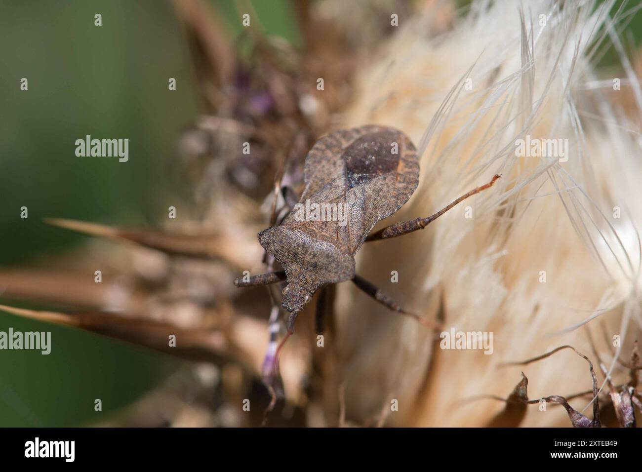 Dock Bug (Coreus marginatus) Insecta Stock Photo - Alamy