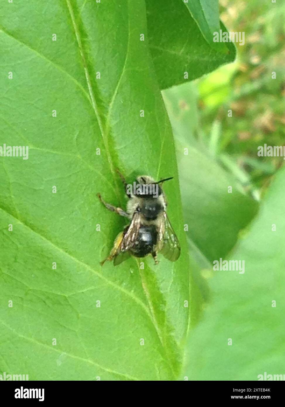 Orange-tipped Wood-digger (Anthophora terminalis) Insecta Stock Photo ...