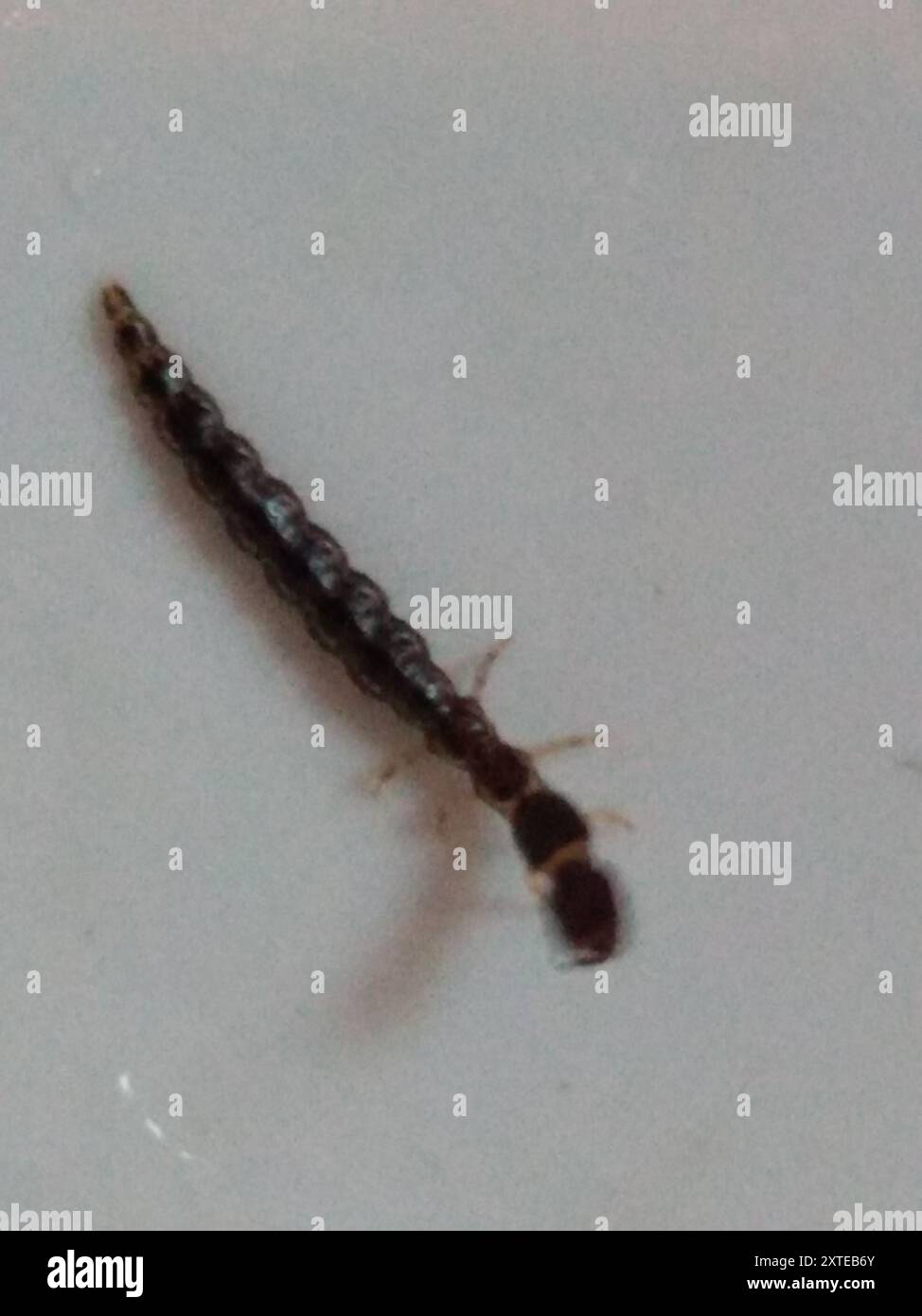 Snakeflies (Raphidioptera) Insecta Stock Photo - Alamy