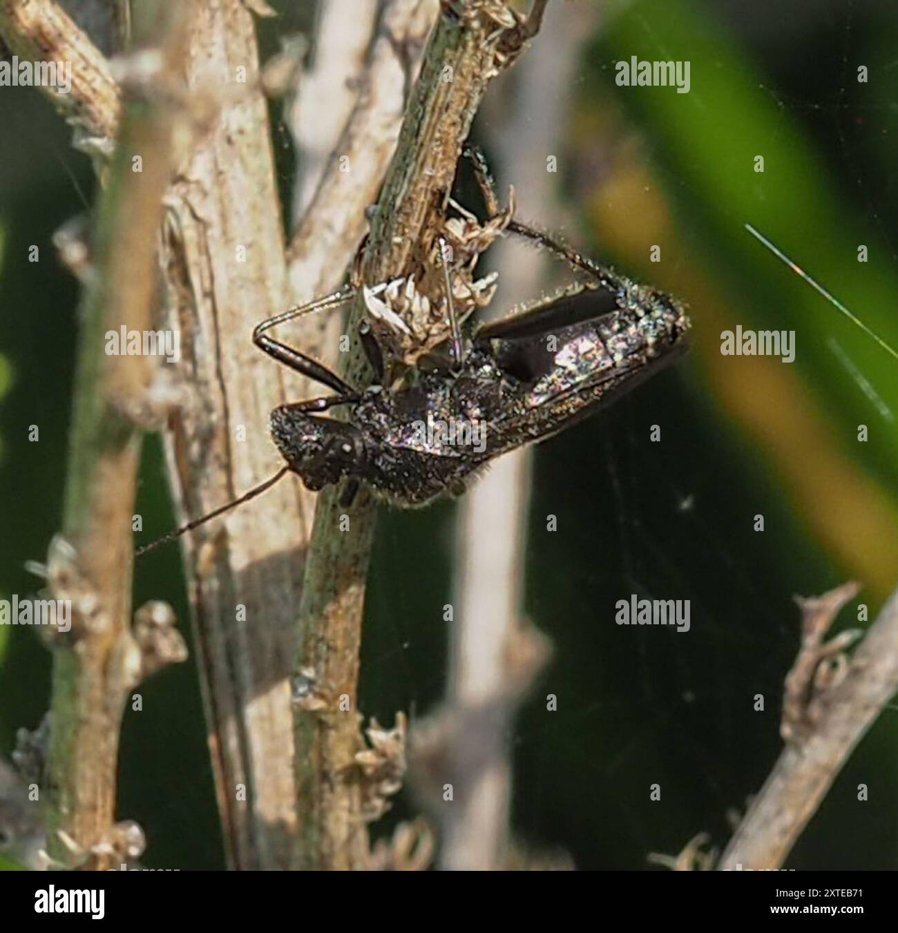 Broad-headed Bugs (Alydidae) Insecta Stock Photo - Alamy