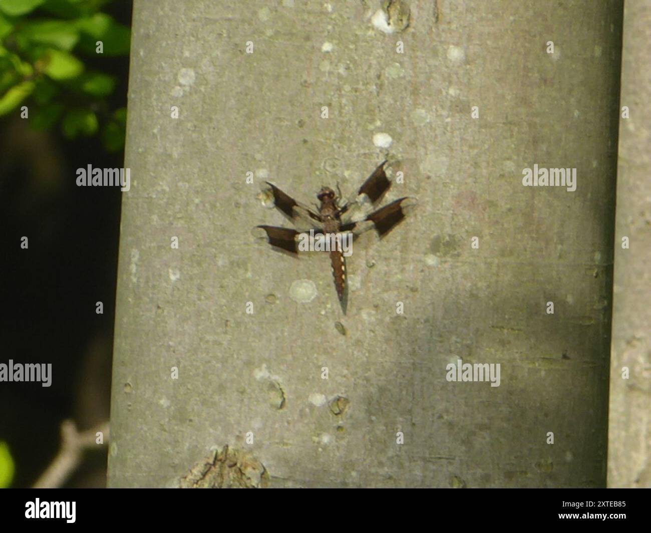 Common Whitetail (Plathemis lydia) Insecta Stock Photo - Alamy