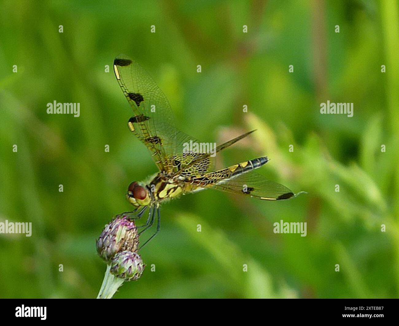 Calico Pennant (Celithemis elisa) Insecta Stock Photo - Alamy
