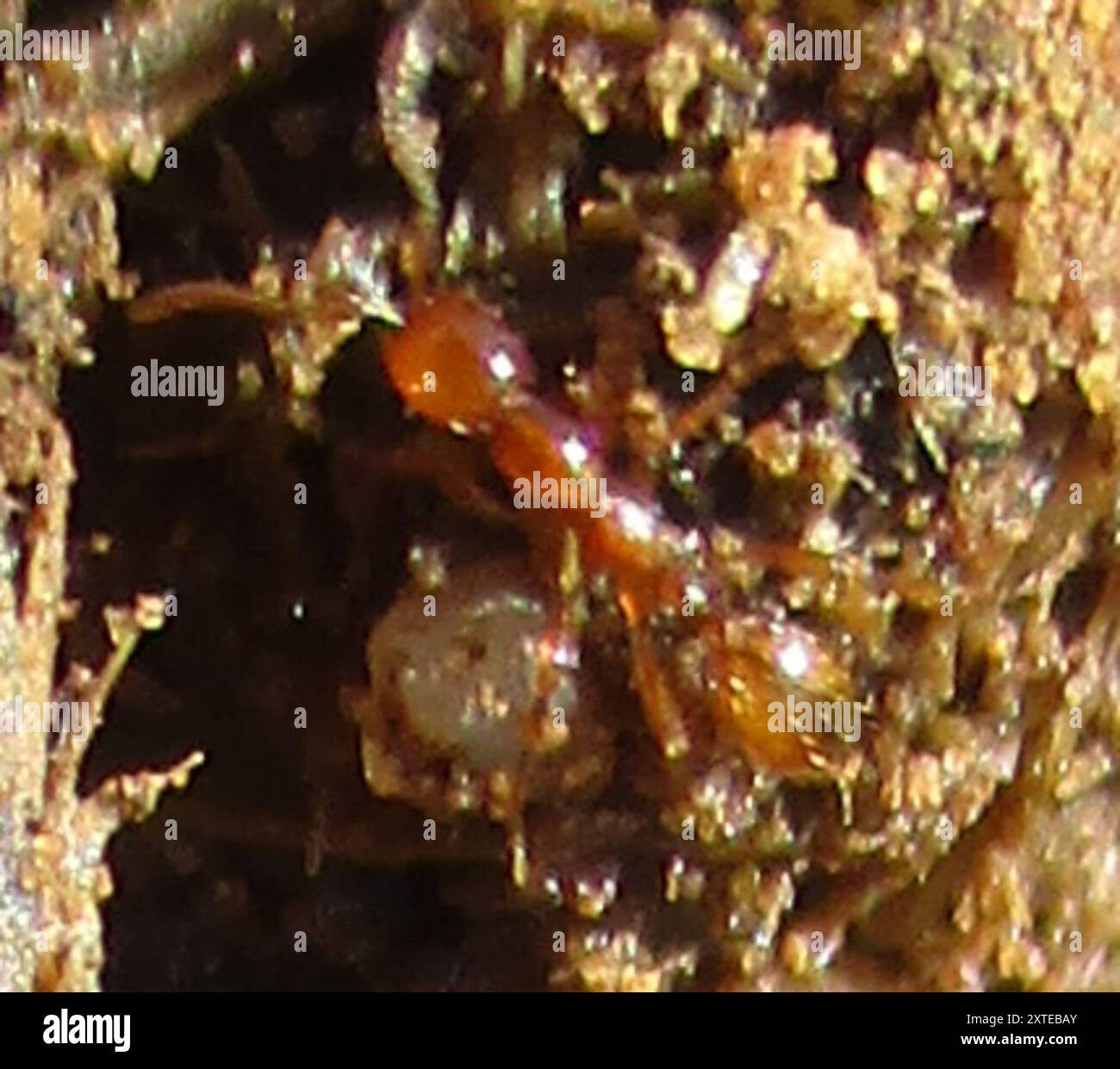 Golden raider hi-res stock photography and images - Alamy