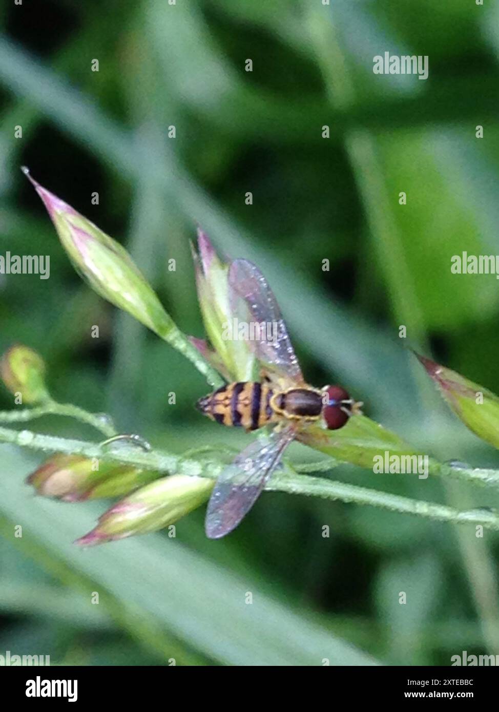 Eastern Calligrapher (Toxomerus geminatus) Insecta Stock Photo - Alamy