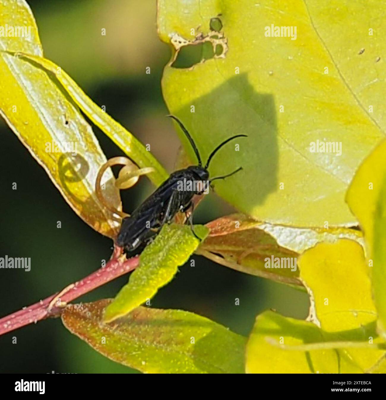 Ants, Bees, Wasps, and Sawflies (Hymenoptera) Insecta Stock Photo - Alamy