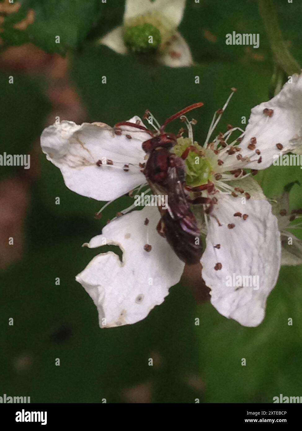 Nomad Bees (Nomada) Insecta Stock Photo - Alamy