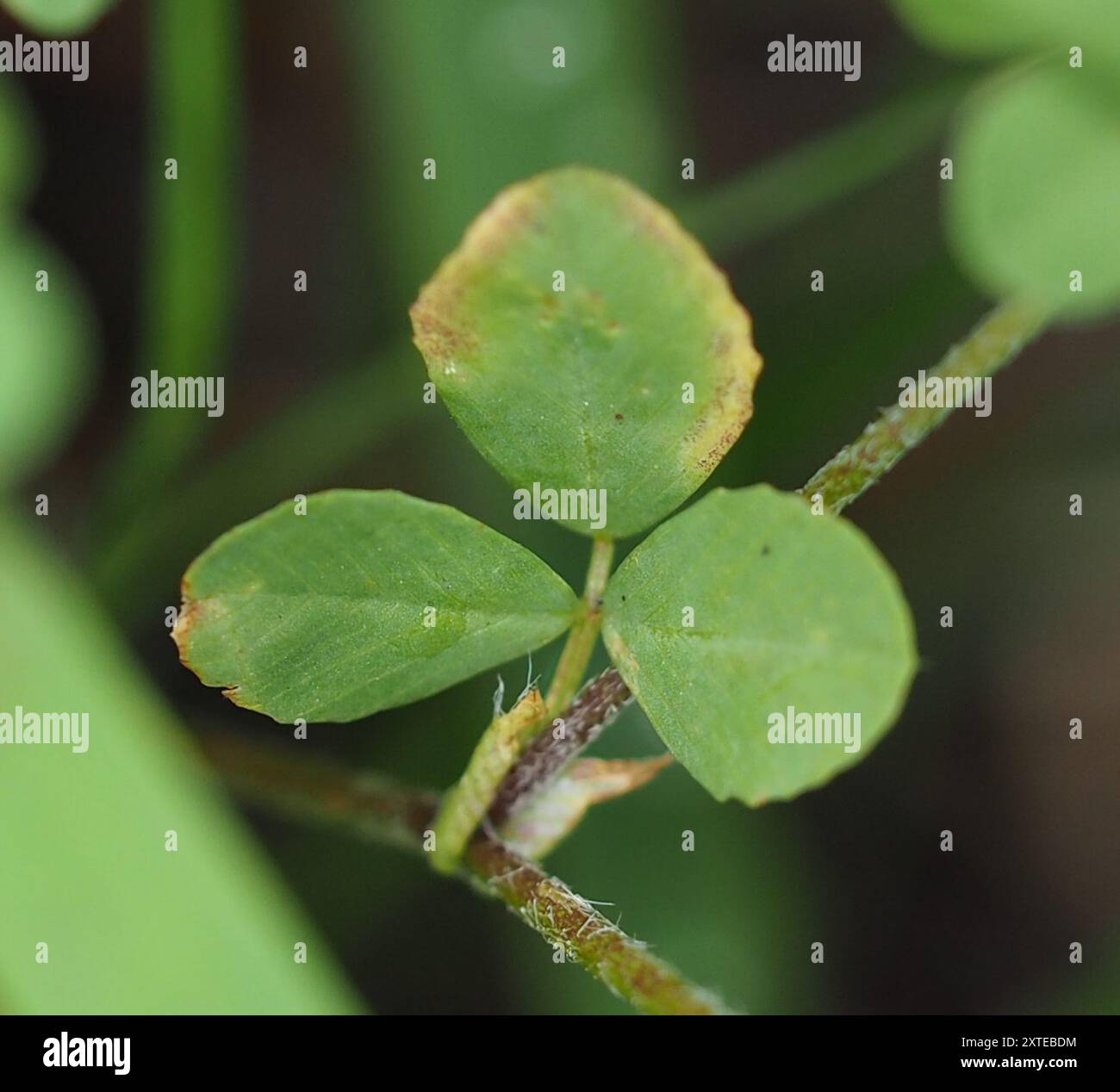 hop trefoil (Trifolium campestre) Plantae Stock Photo - Alamy