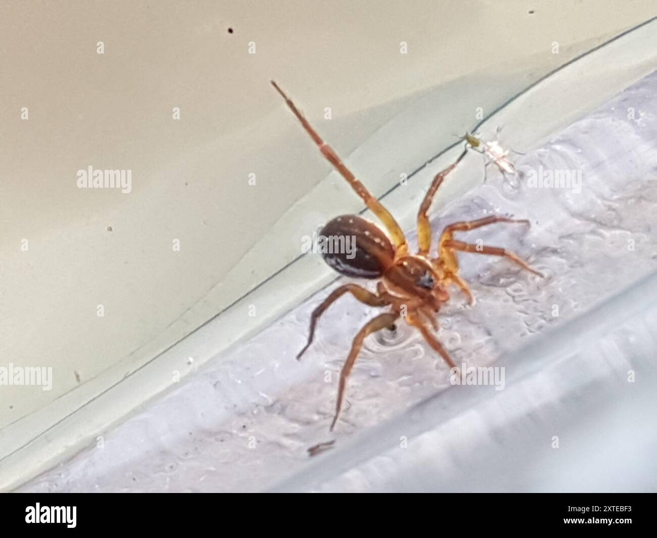 Pirate Otter Spider (Pirata piraticus) Arachnida Stock Photo - Alamy