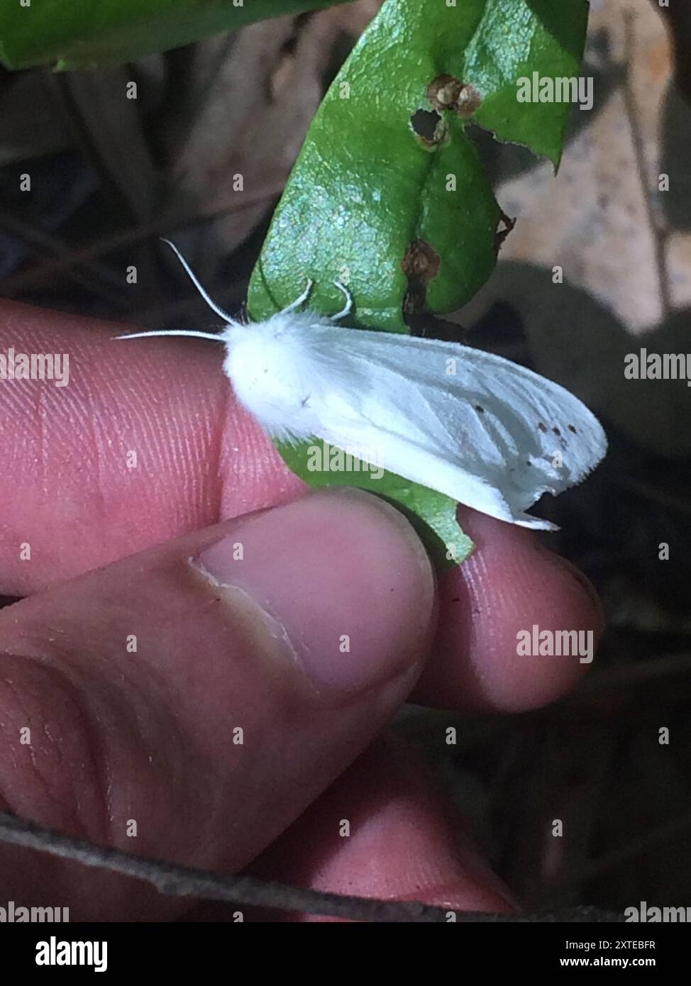 Virginian Tiger Moth (Spilosoma virginica) Insecta Stock Photo - Alamy