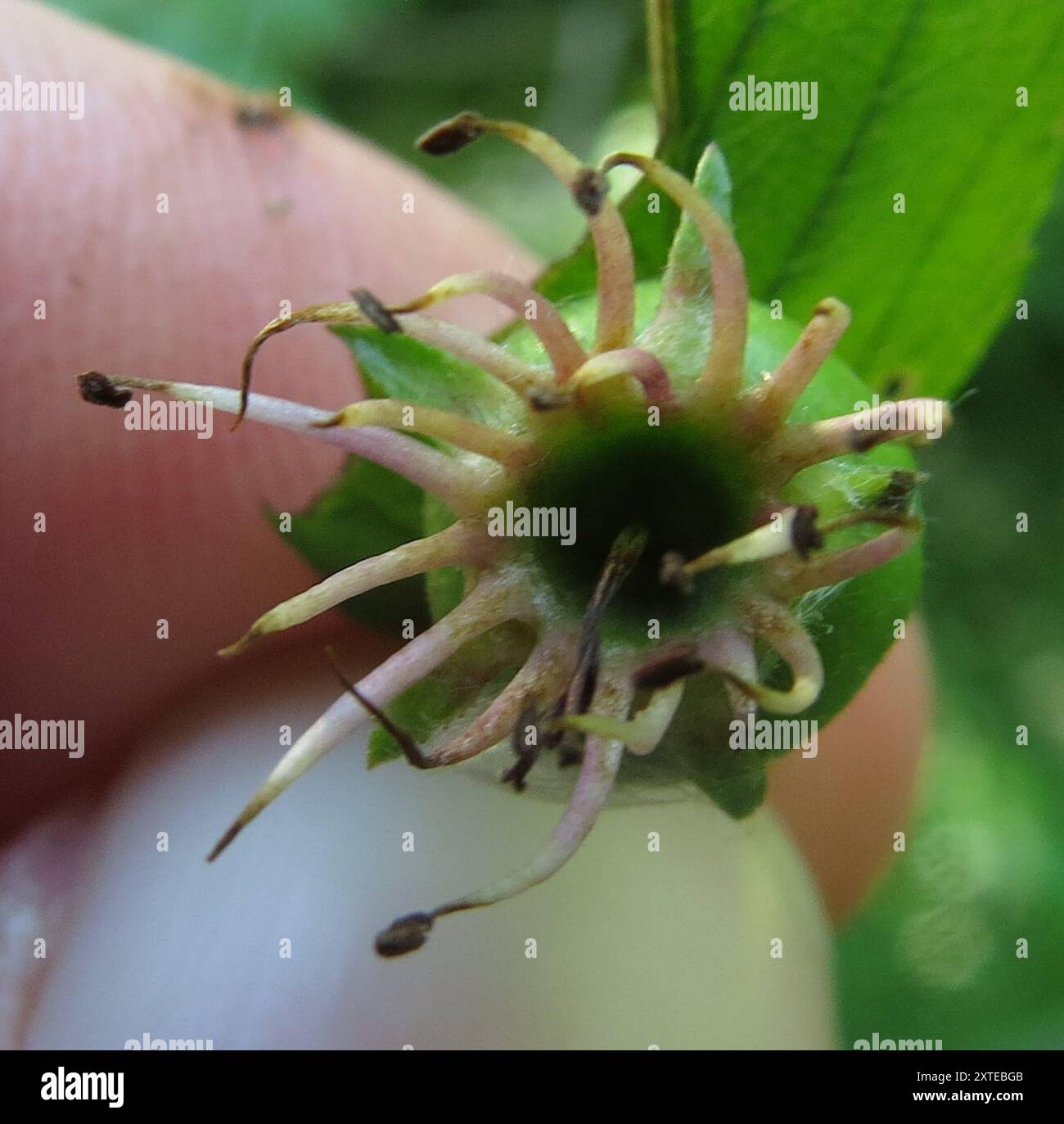 dotted hawthorn (Crataegus punctata) Plantae Stock Photo - Alamy