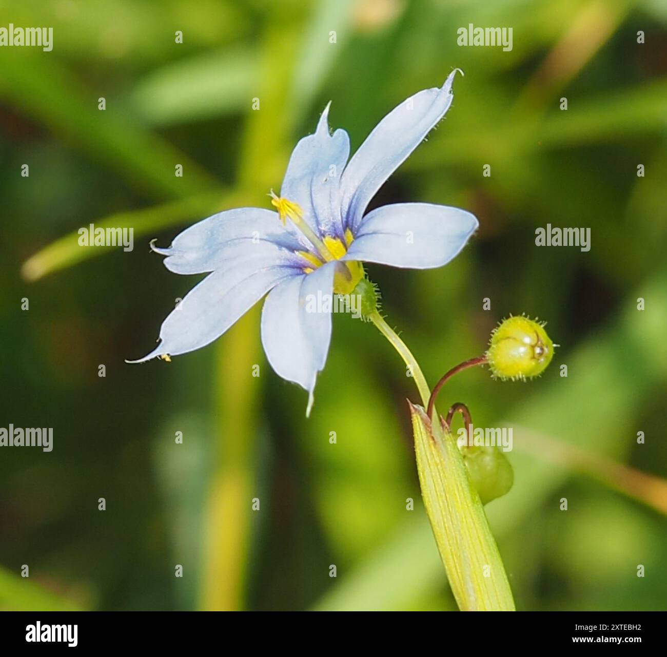 blue-eyed grasses (Sisyrinchium) Plantae Stock Photo - Alamy