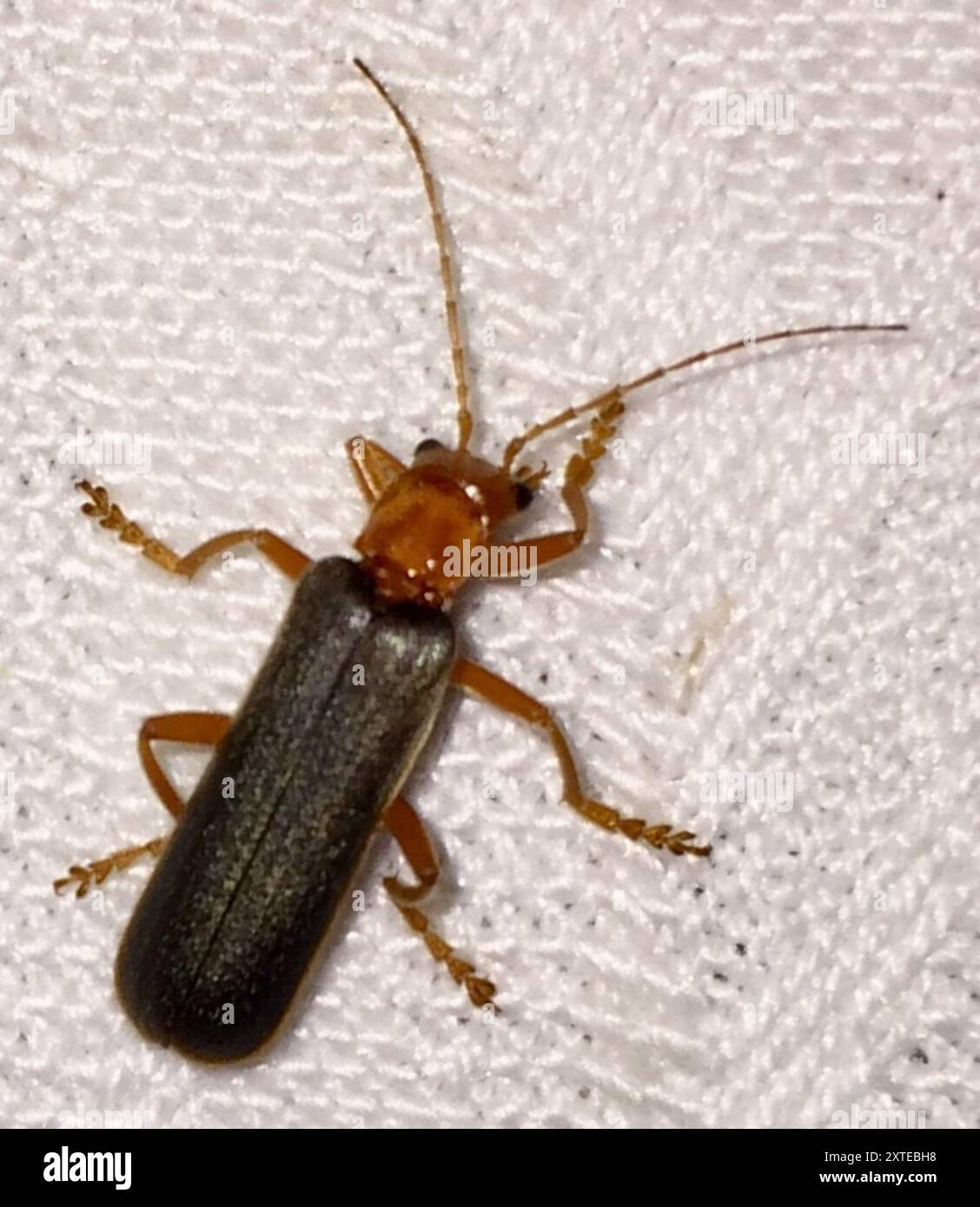 Brown leatherwing beetle hi-res stock photography and images - Alamy