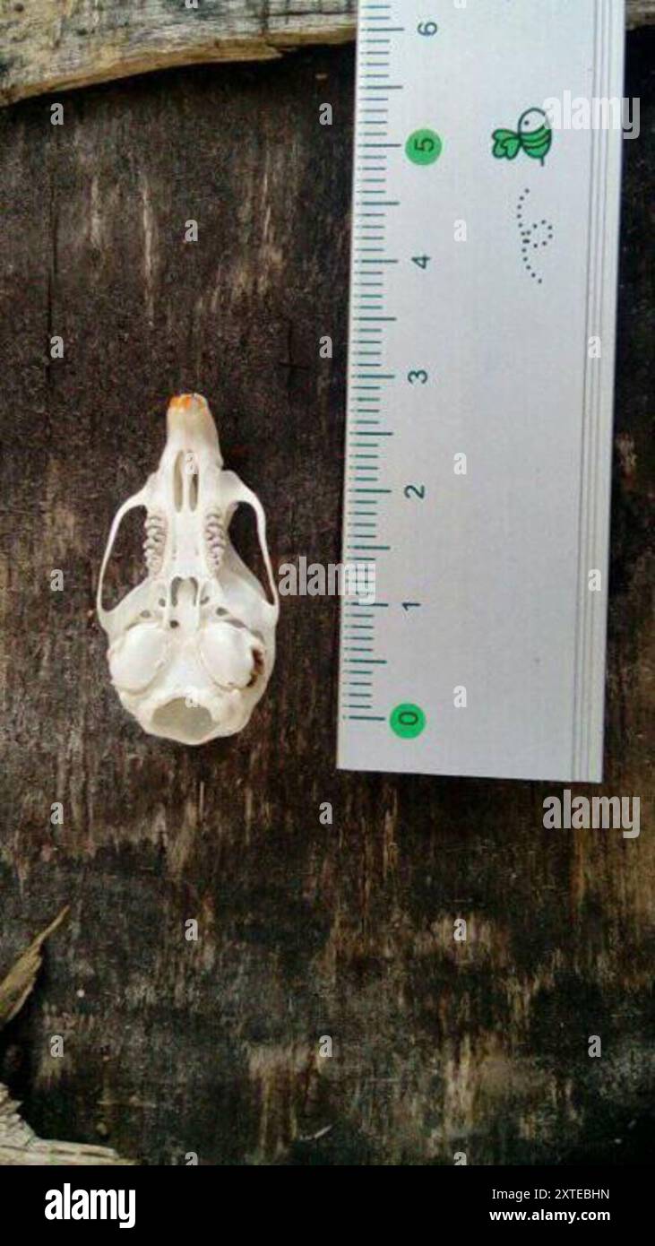 Old World Mice and Rats (Muridae) Mammalia Stock Photo - Alamy