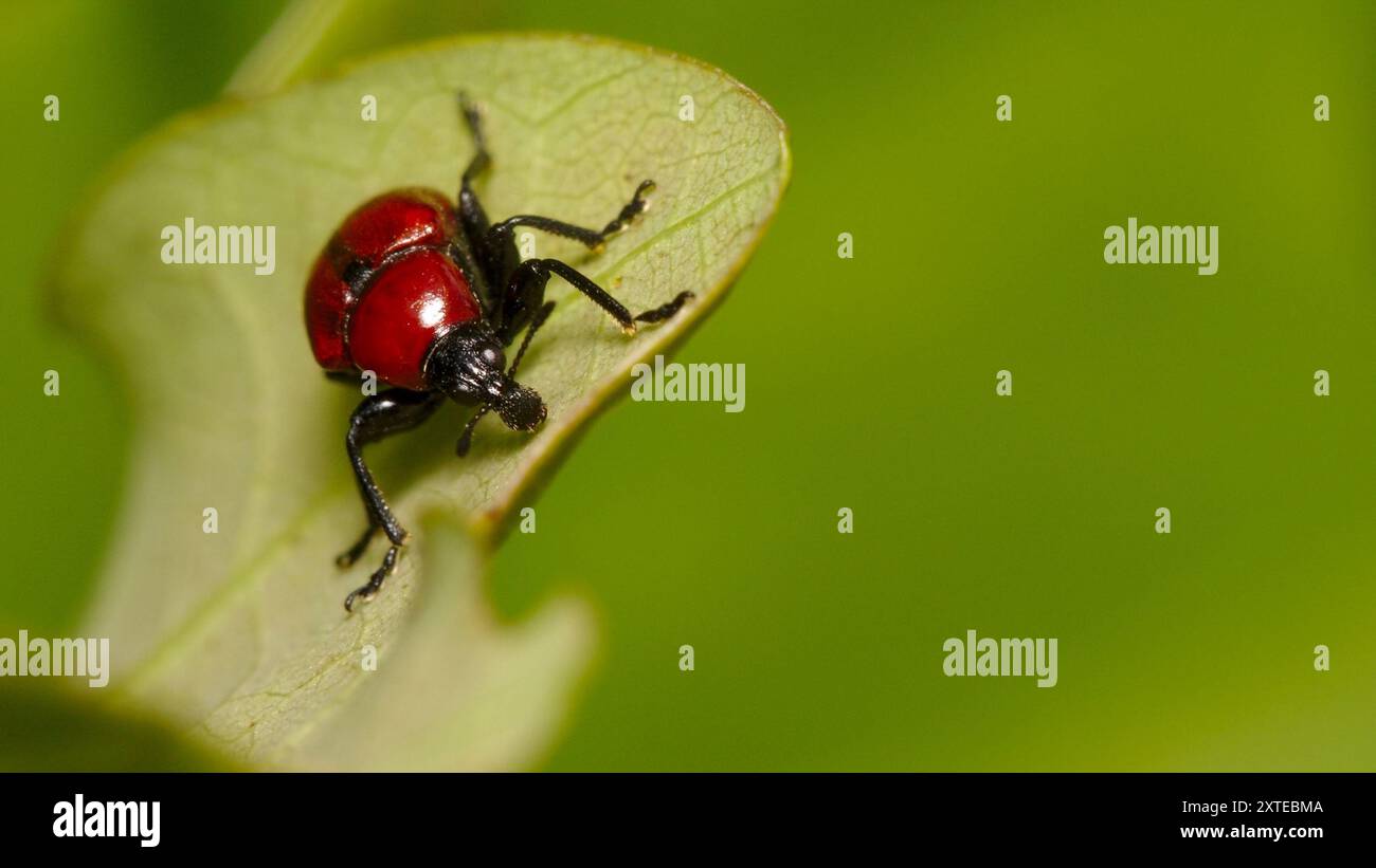 Oak leaf-roller (Attelabus nitens) Insecta Stock Photo - Alamy