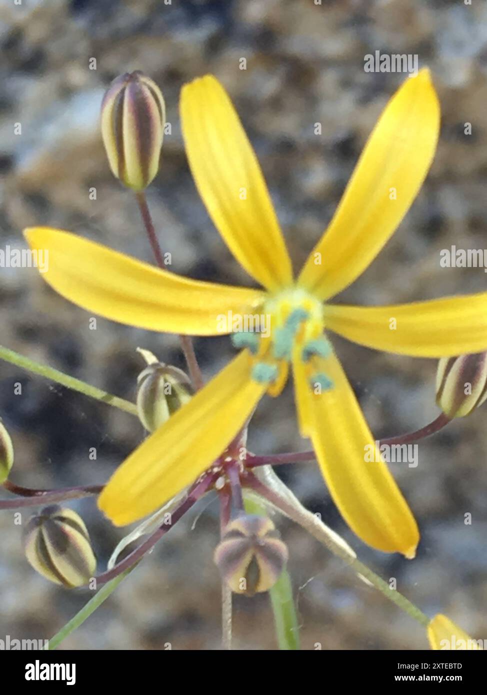 Bloomeria hi-res stock photography and images - Alamy
