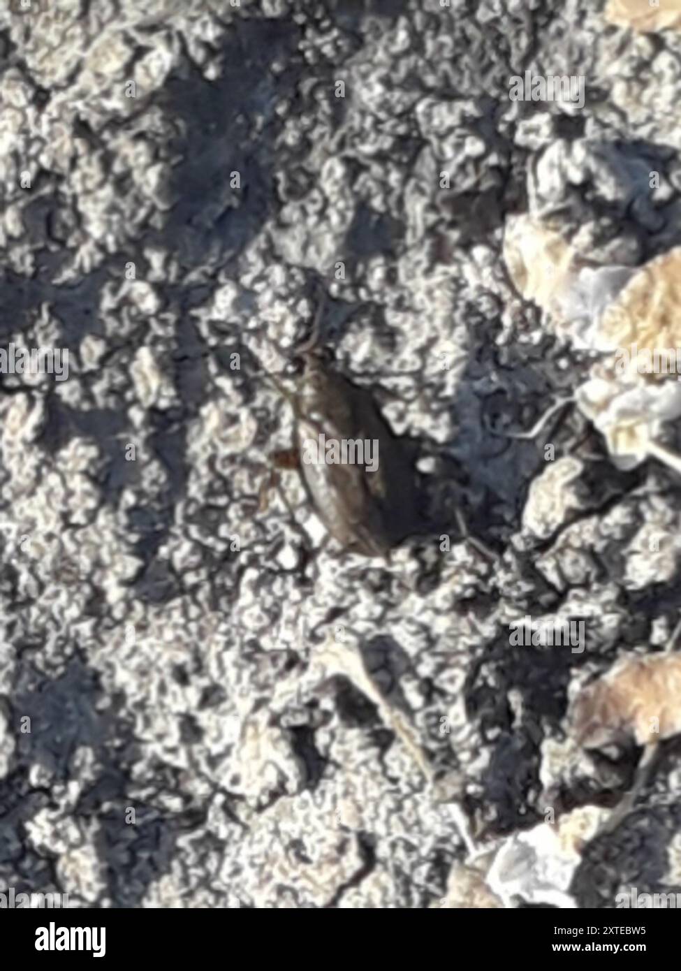 Common Shore Bug (Saldula saltatoria) Insecta Stock Photo - Alamy