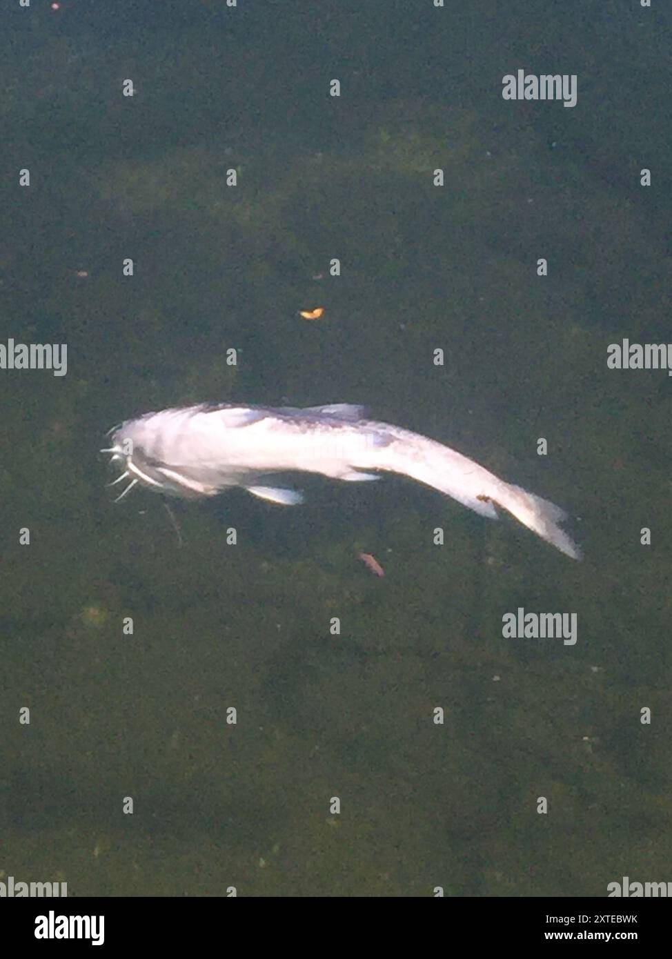White Catfish (Ameiurus catus) Actinopterygii Stock Photo - Alamy