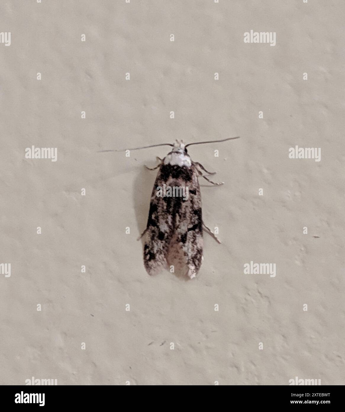 White-shouldered House Moth (Endrosis sarcitrella) Insecta Stock Photo ...