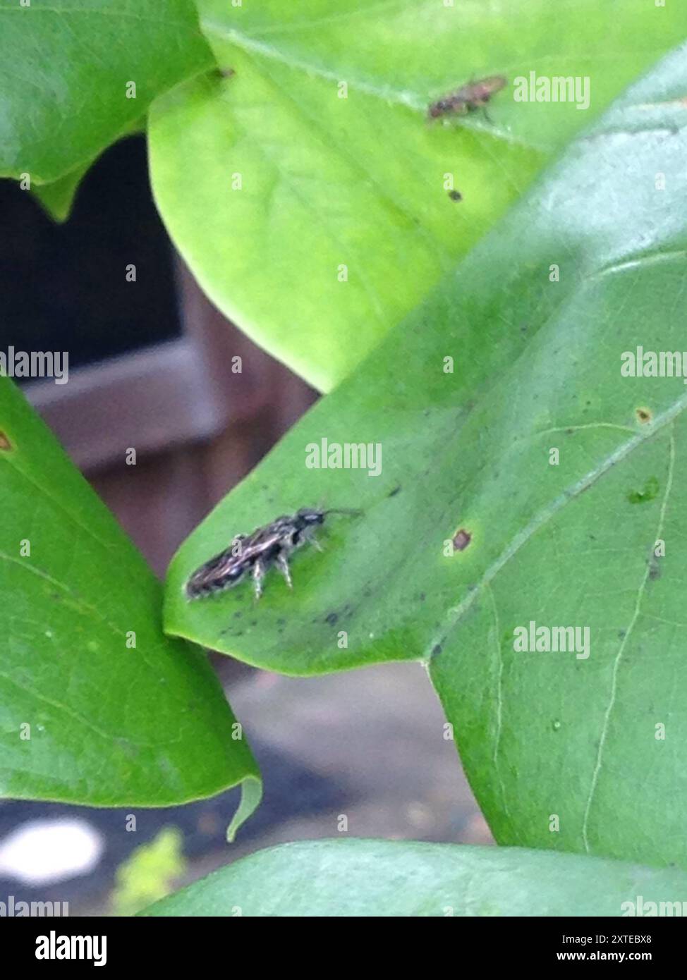 Tiphiid flower wasps hi-res stock photography and images - Alamy