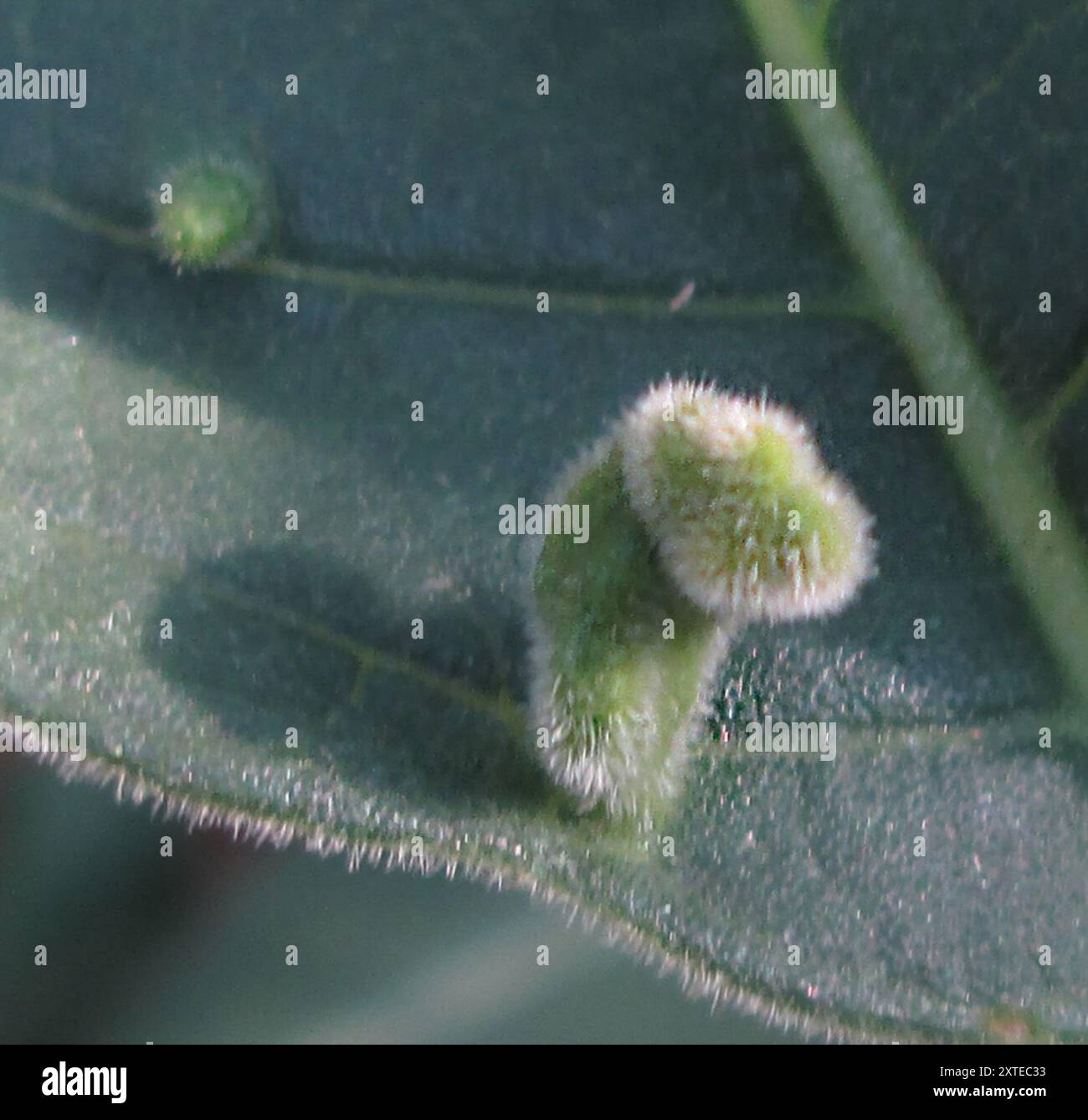 wild-medlar (Vangueria infausta) Plantae Stock Photo - Alamy
