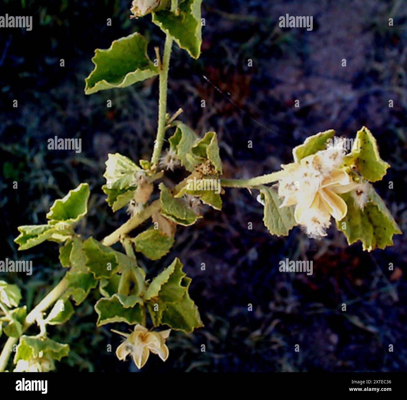 Tiny White Wild Hibiscus (Hibiscus micranthus) Plantae Stock Photo - Alamy