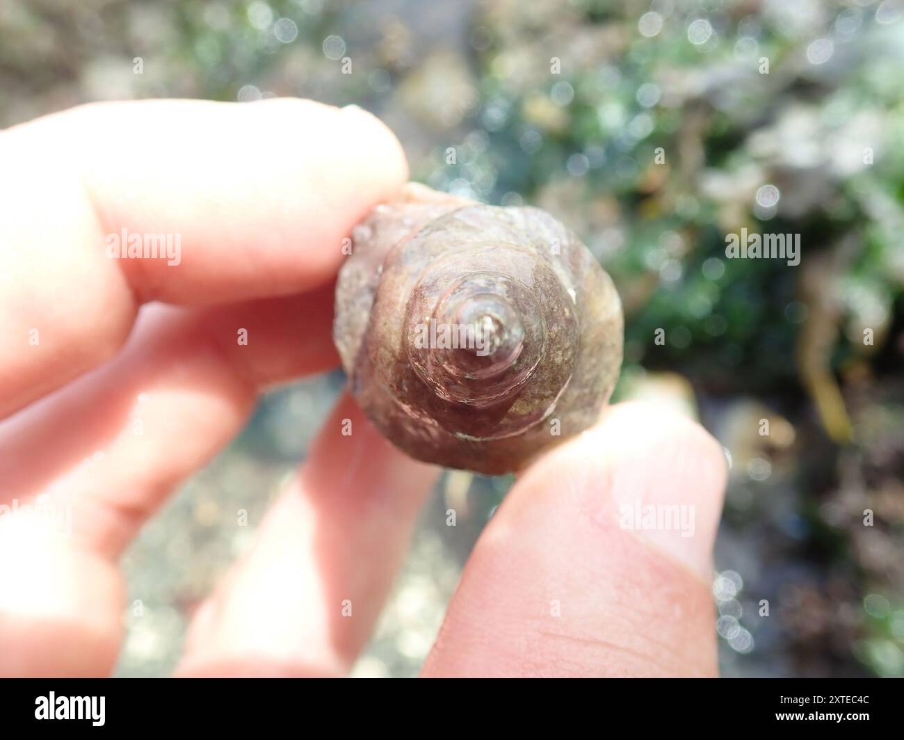 Frilled Dogwinkle (Nucella lamellosa) Mollusca Stock Photo - Alamy