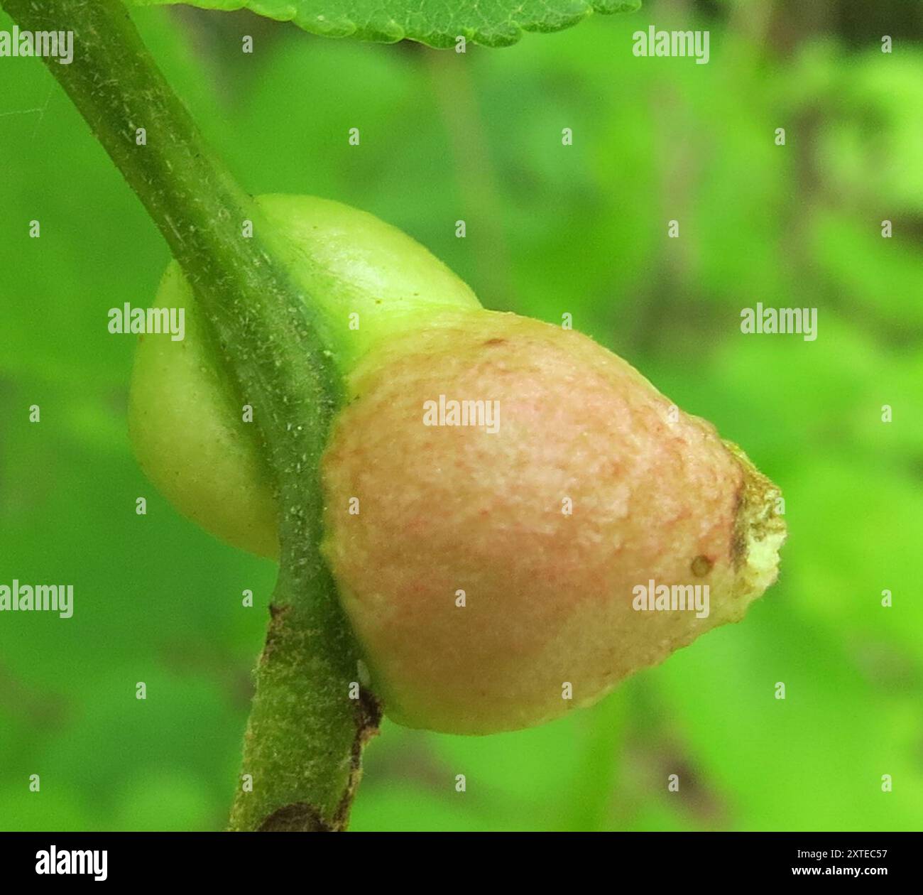 (Phylloxera caryaemagna) Insecta Stock Photo - Alamy
