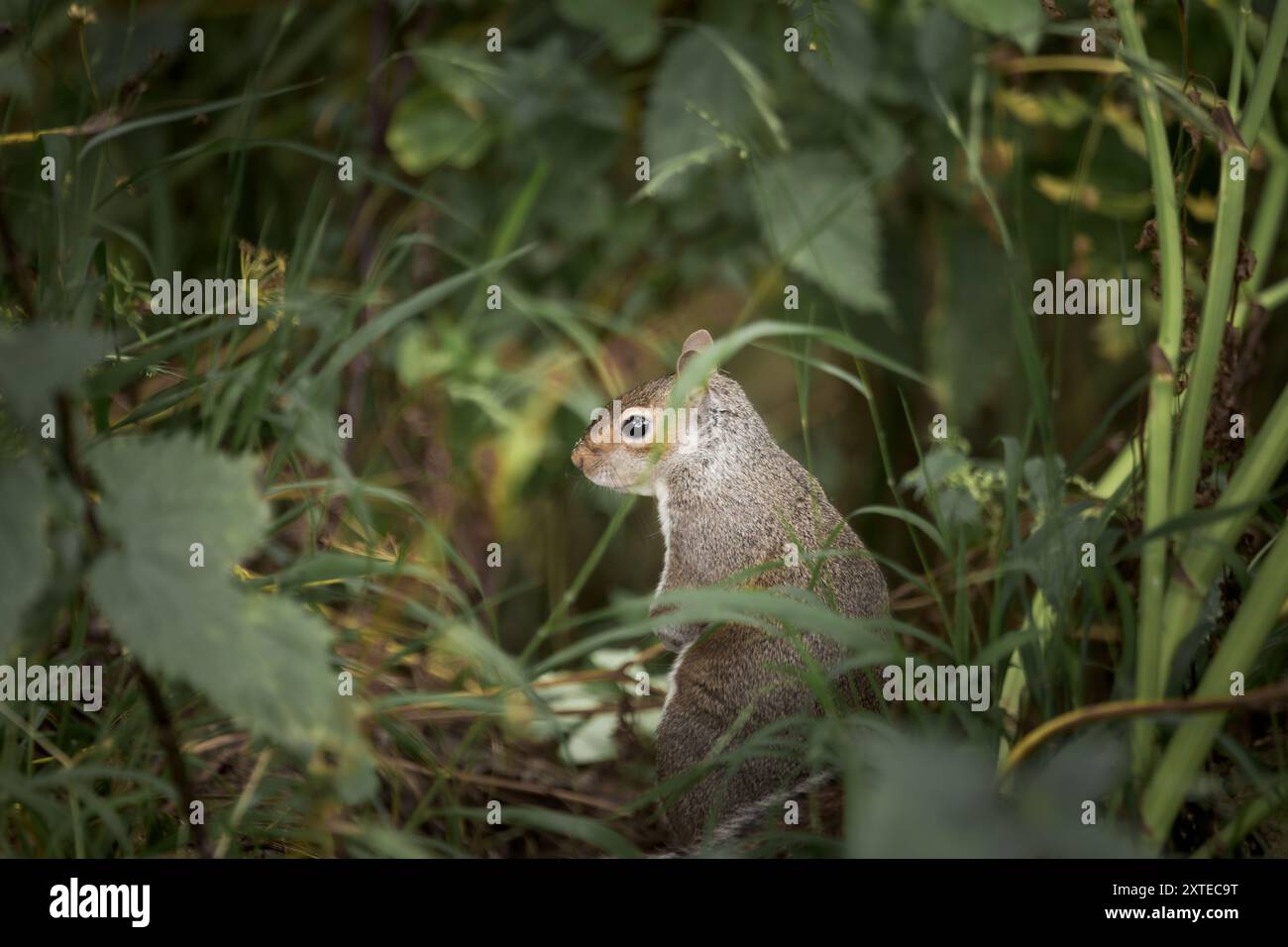 A Grey Squirrel, Showing the Side Face of a Non-Native Invasive UK ...