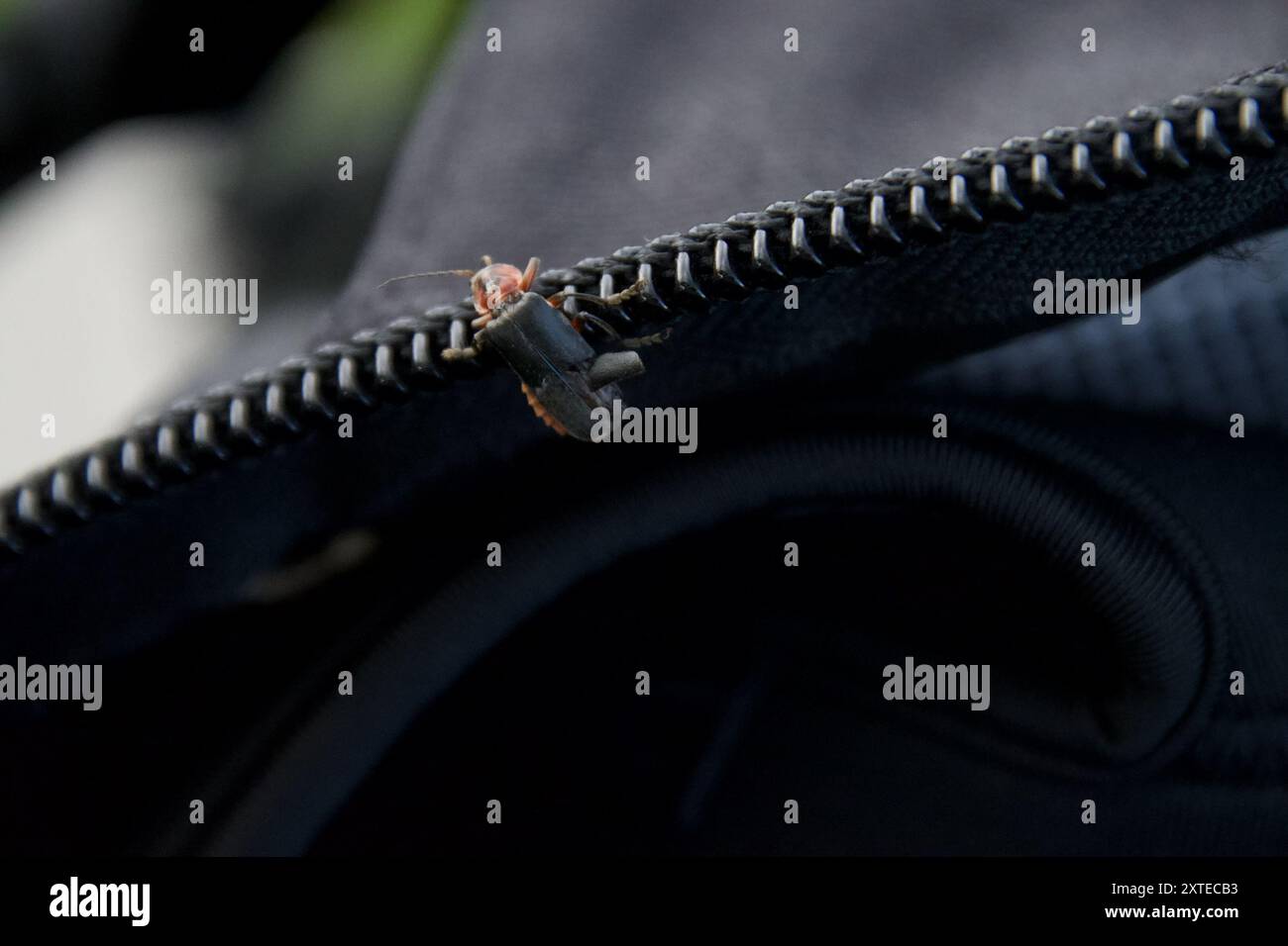 Rustic Sailor Beetle (Cantharis rustica) Insecta Stock Photo - Alamy