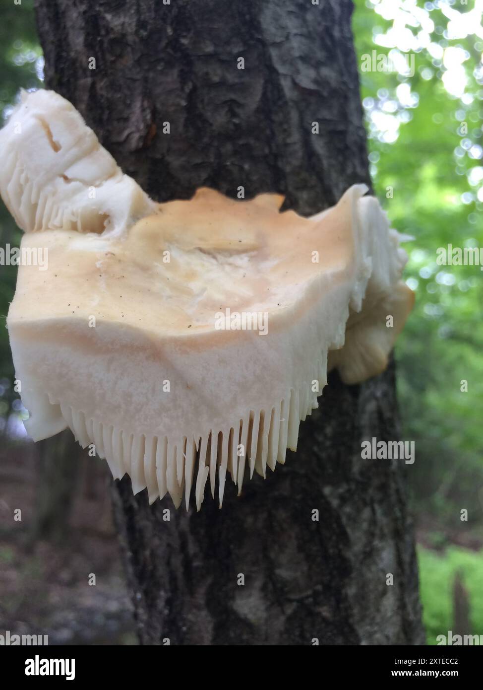 aspen oyster mushroom (Pleurotus populinus) Fungi Stock Photo - Alamy