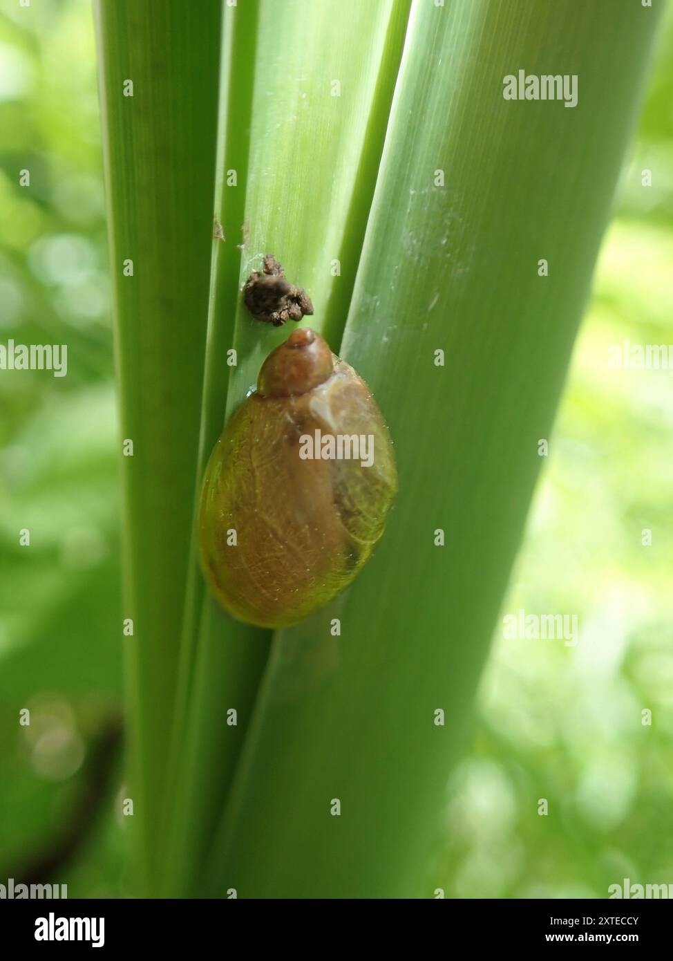 Amber Snails (Succineidae) Mollusca Stock Photo - Alamy