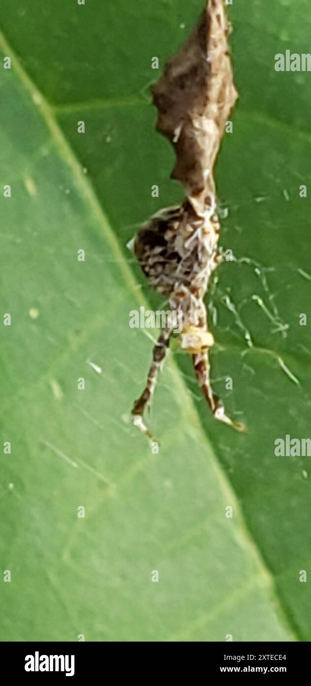 Feather-legged Spiders (Uloborus) Arachnida Stock Photo - Alamy