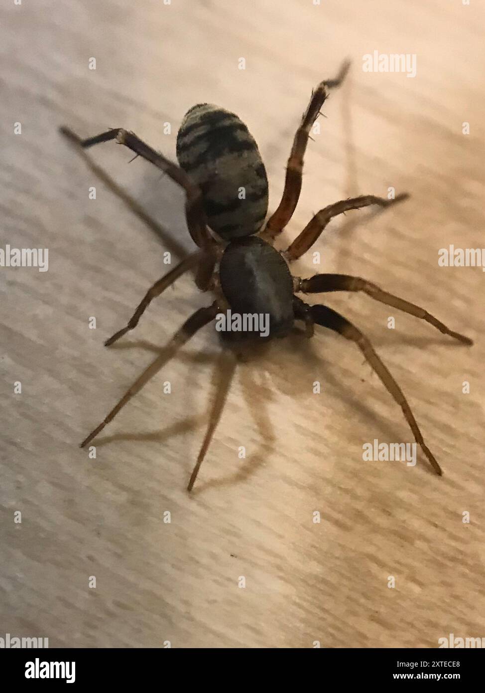 Corinnidae hi-res stock photography and images - Alamy