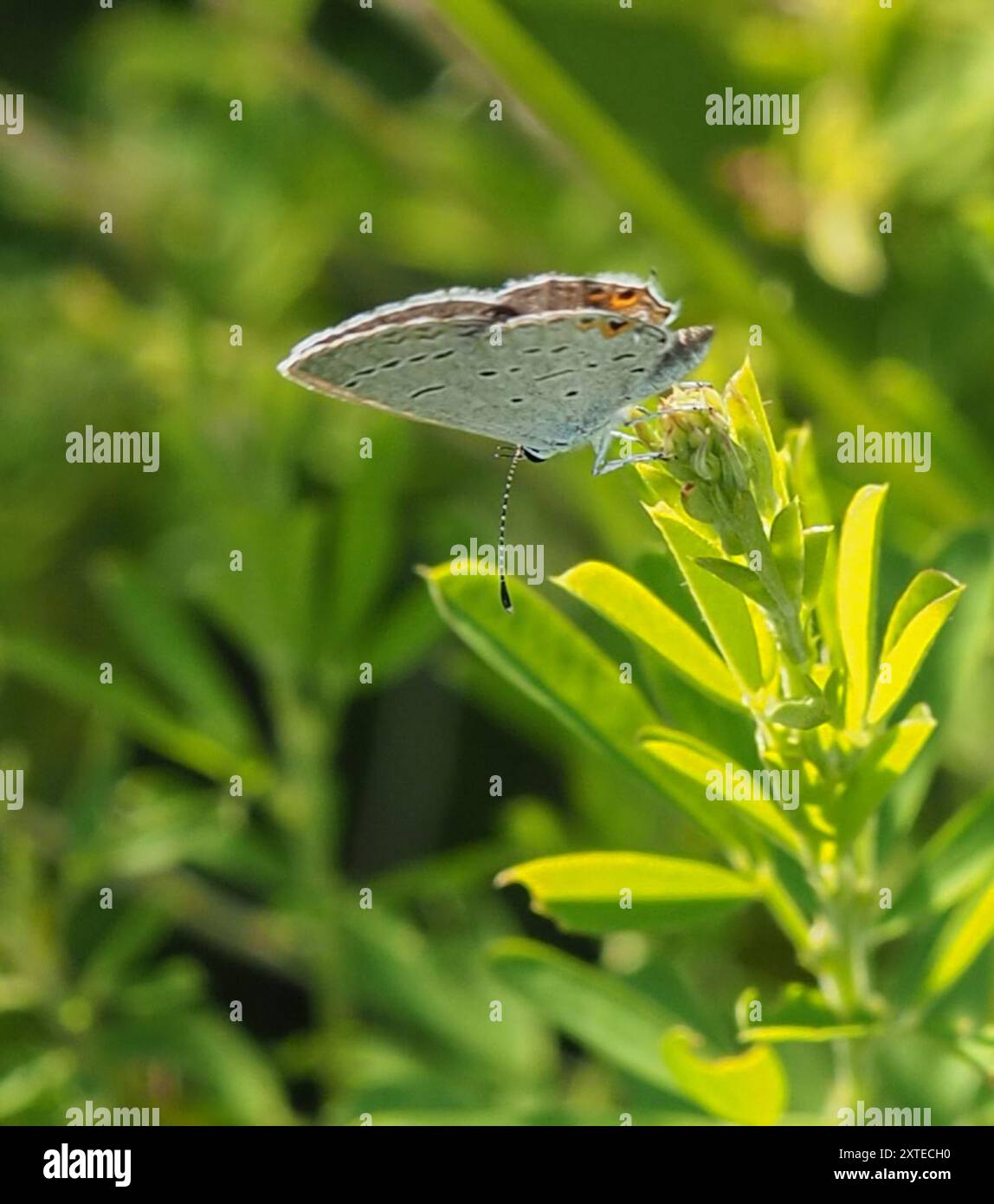 Eastern Tailed-Blue (Cupido comyntas) Insecta Stock Photo - Alamy
