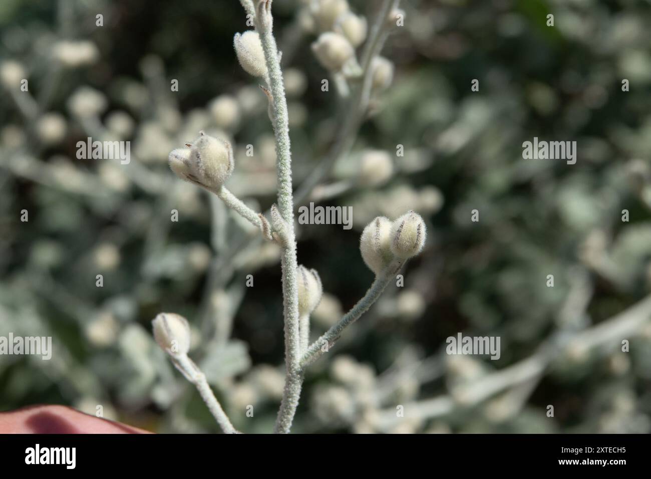 fragrant-snow bushmallow (Malacothamnus jonesii niveus) Plantae Stock ...