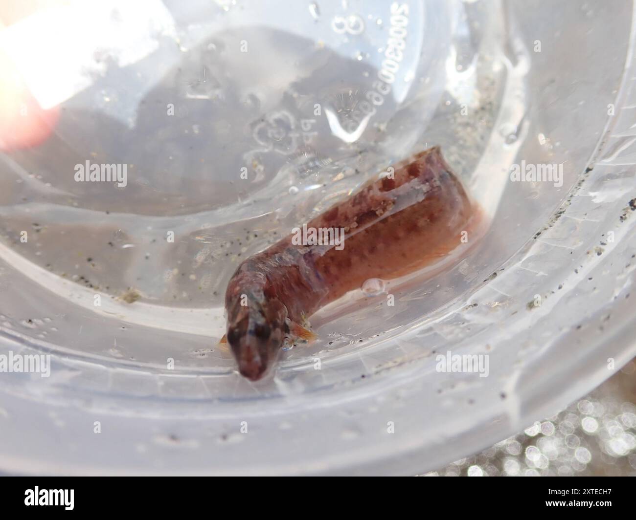 High Cockscomb (Anoplarchus purpurescens) Actinopterygii Stock Photo ...