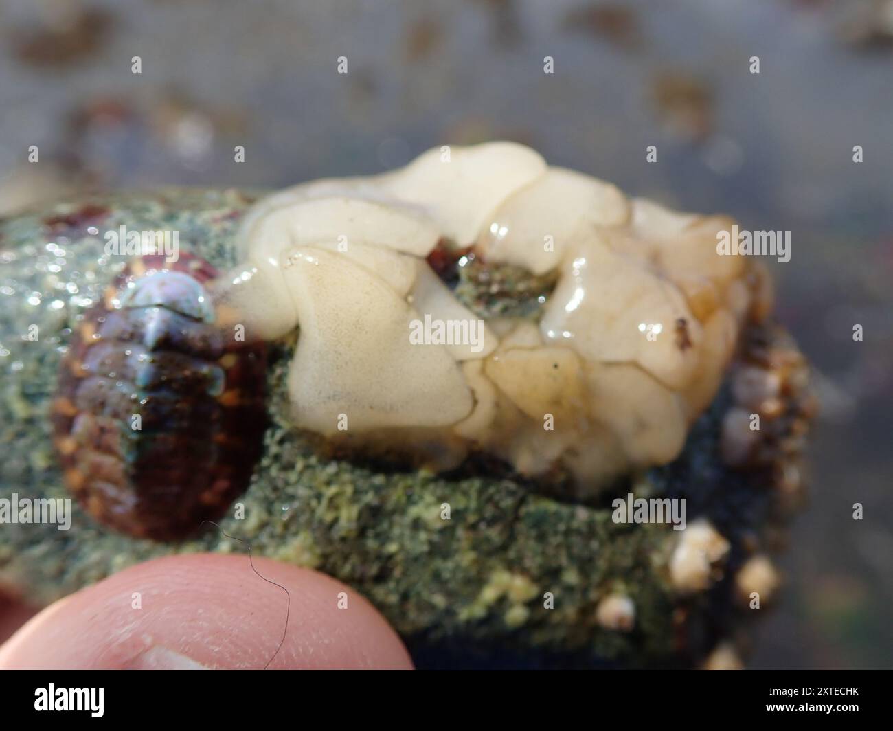 Chitons (Polyplacophora) Mollusca Stock Photo - Alamy